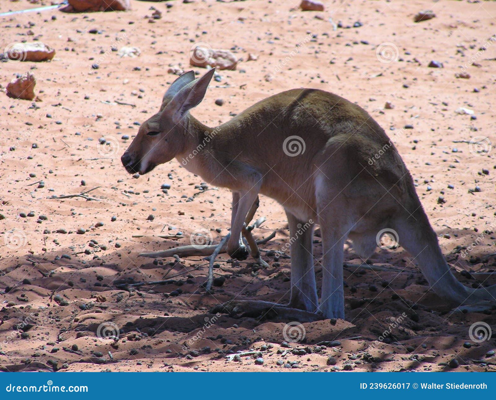 Kangaroo Under a Tree in Australia Stock Image - Image of shade, land ...