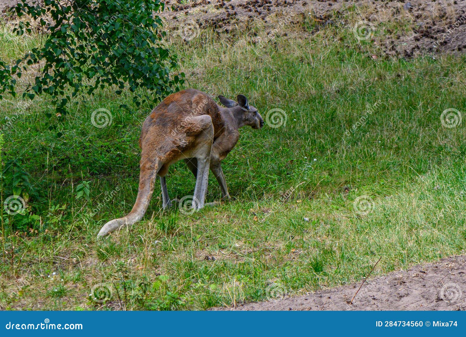 Kangaroo in the Riga Zoo in Summer 4 Stock Photo - Image of deer, grass ...