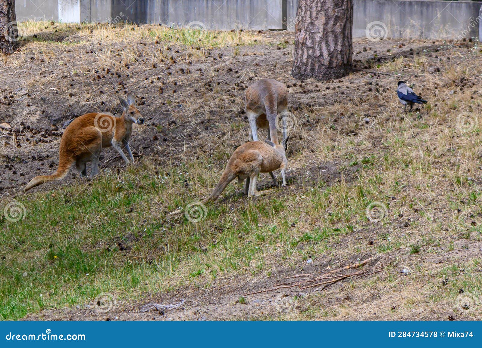 Kangaroo in the Riga Zoo in Summer 3 Stock Photo - Image of head ...