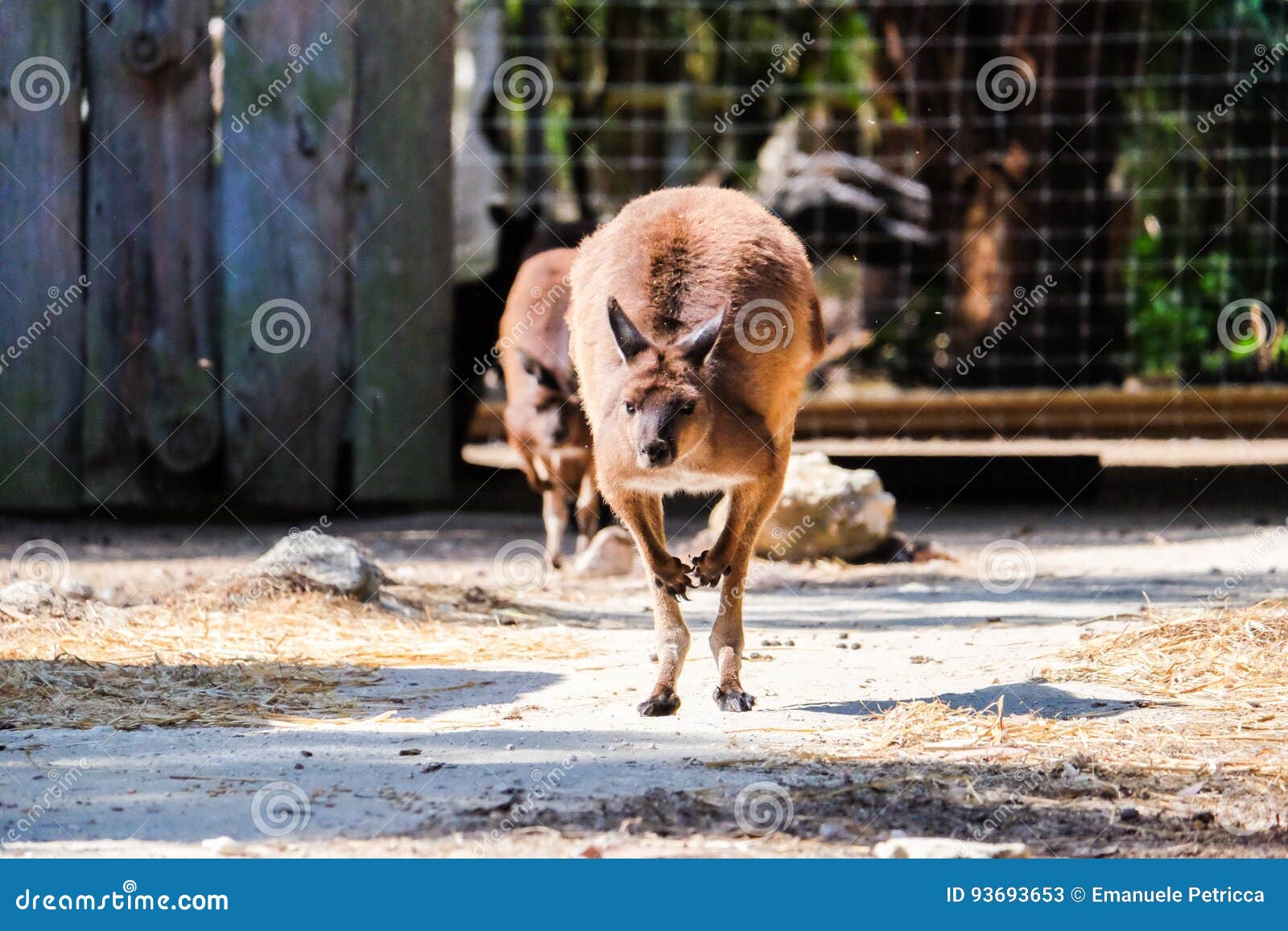 78 Kangaroo Running Photos - Free & Royalty-Free Stock Photos from ...