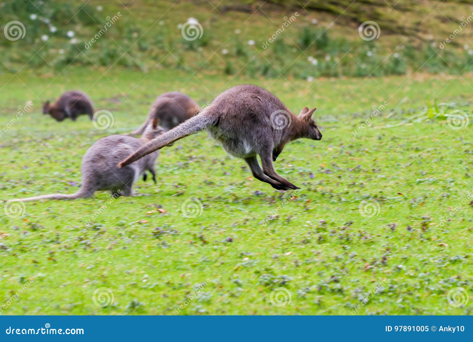 Kangaroo running stock image. Image of fauna, australian - 97891005