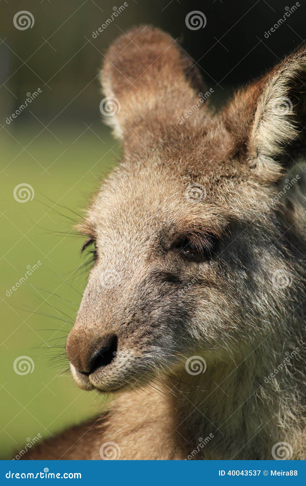 Kangaroo stock image. Image of australia, adorable, kangaroo - 40043537