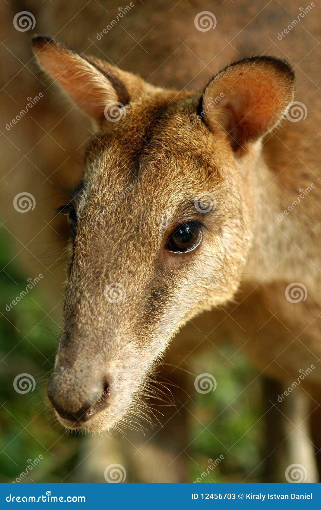 Kangaroo s portrait stock image. Image of mammal, kangaroos - 12456703
