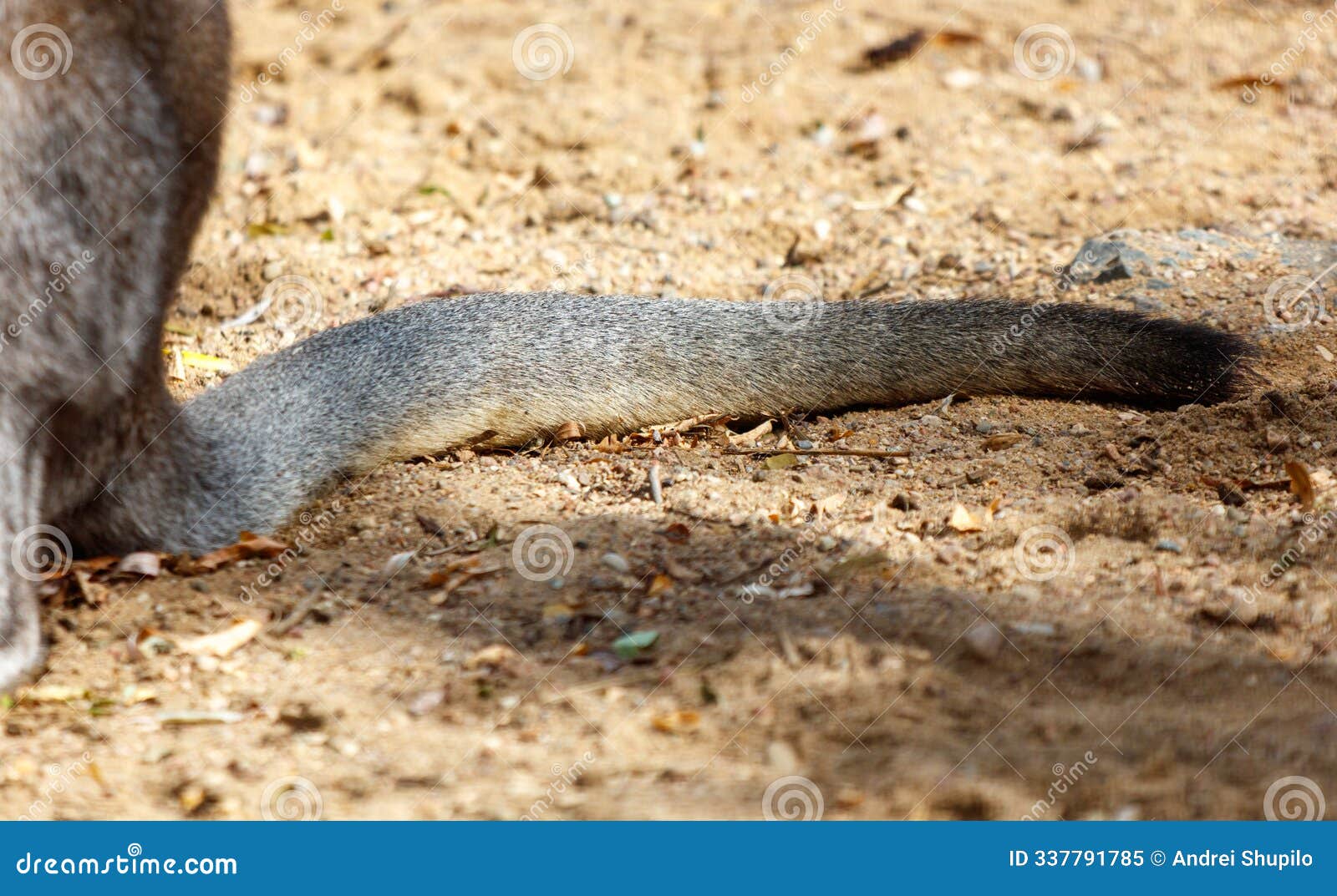 A Kangaroo S Tail is Shown in the Dirt Stock Image - Image of reptile ...