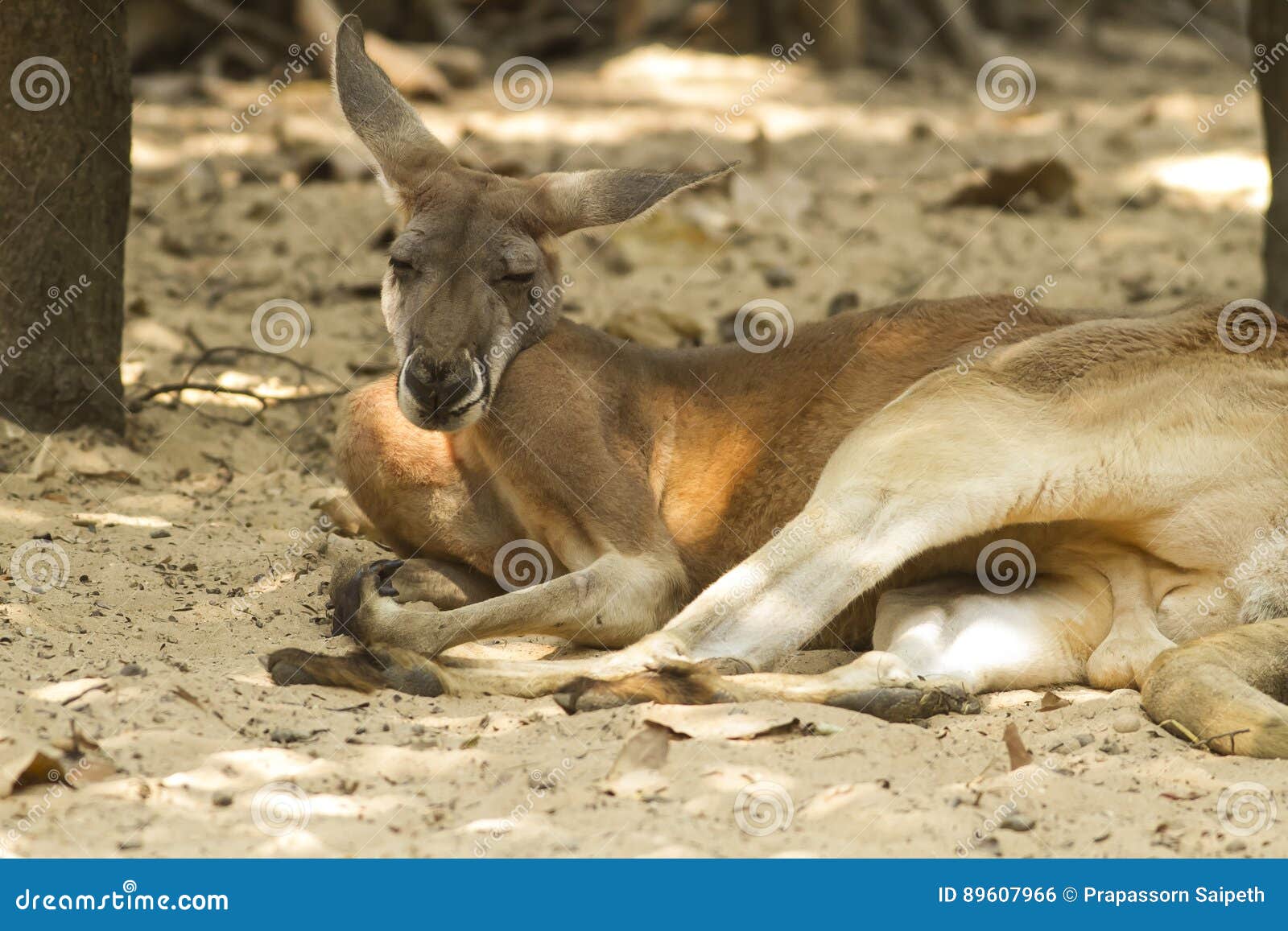 Kangaroo in safari stock photo. Image of thailand, wildlife - 89607966