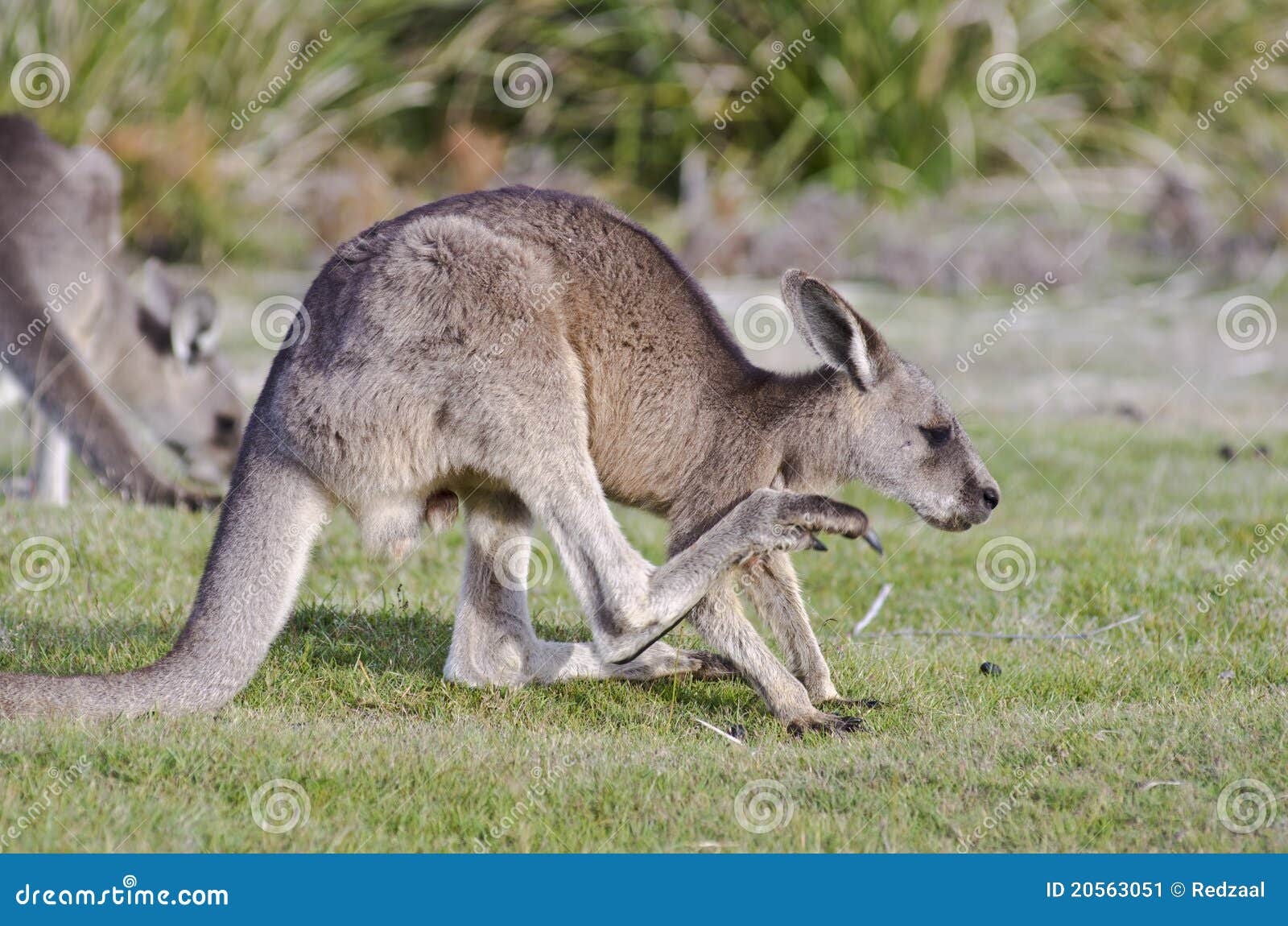 Kangaroo scratching stock image. Image of landscape, park - 20563051