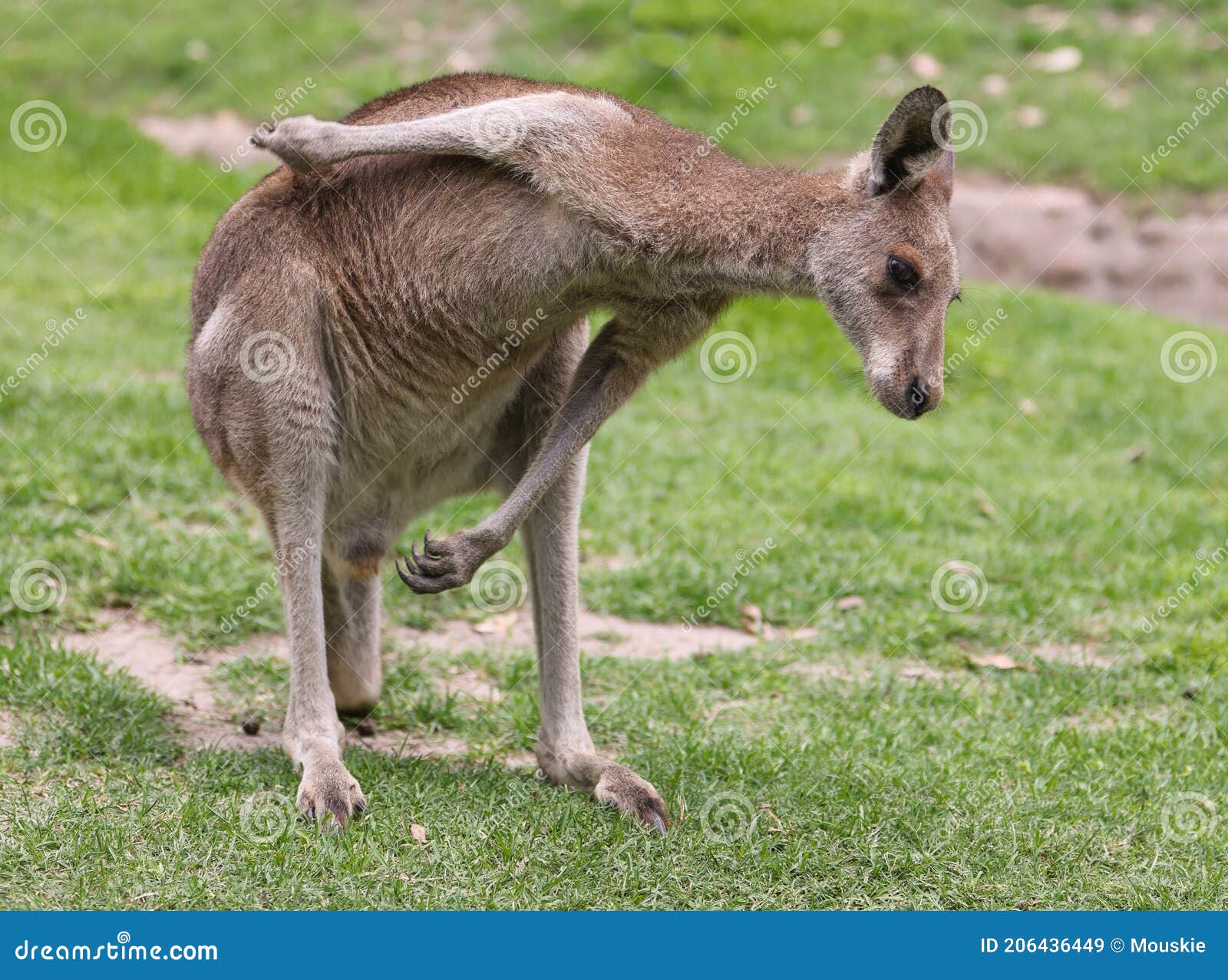 Kangaroo Scratching Himself Stock Image - Image of australian, green ...
