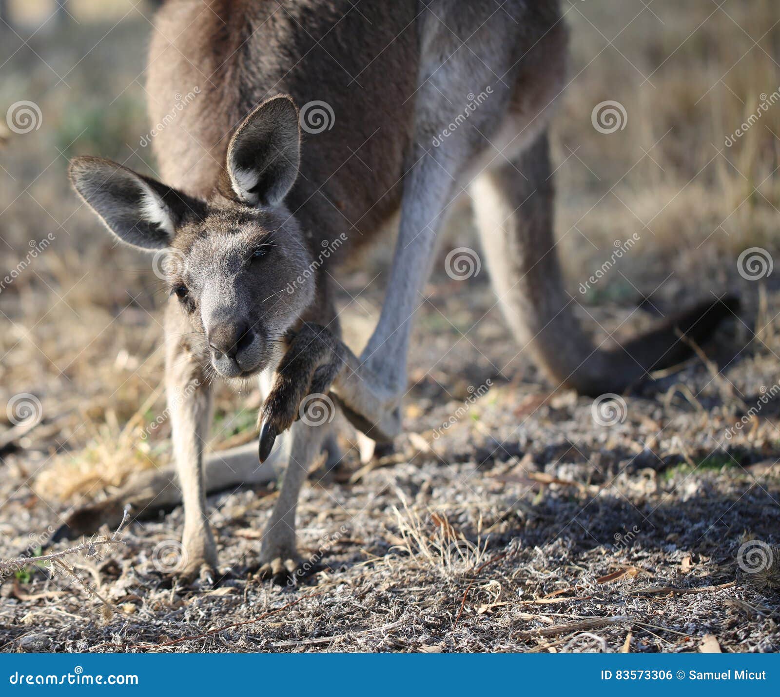 Kangaroo scratching itself stock photo. Image of outdoors - 83573306
