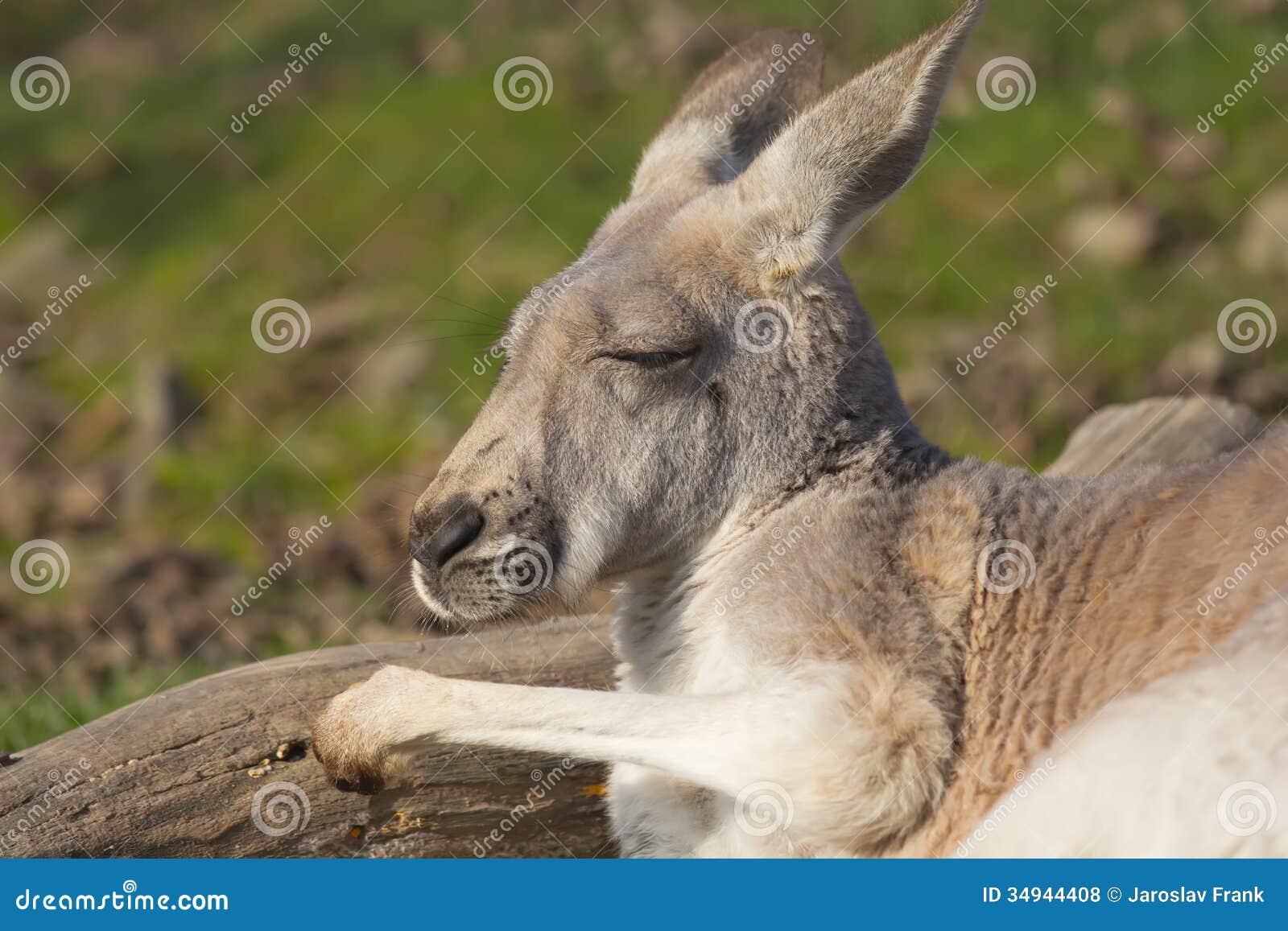 Kangaroo stock photo. Image of mammal, offspring, pouch - 34944408