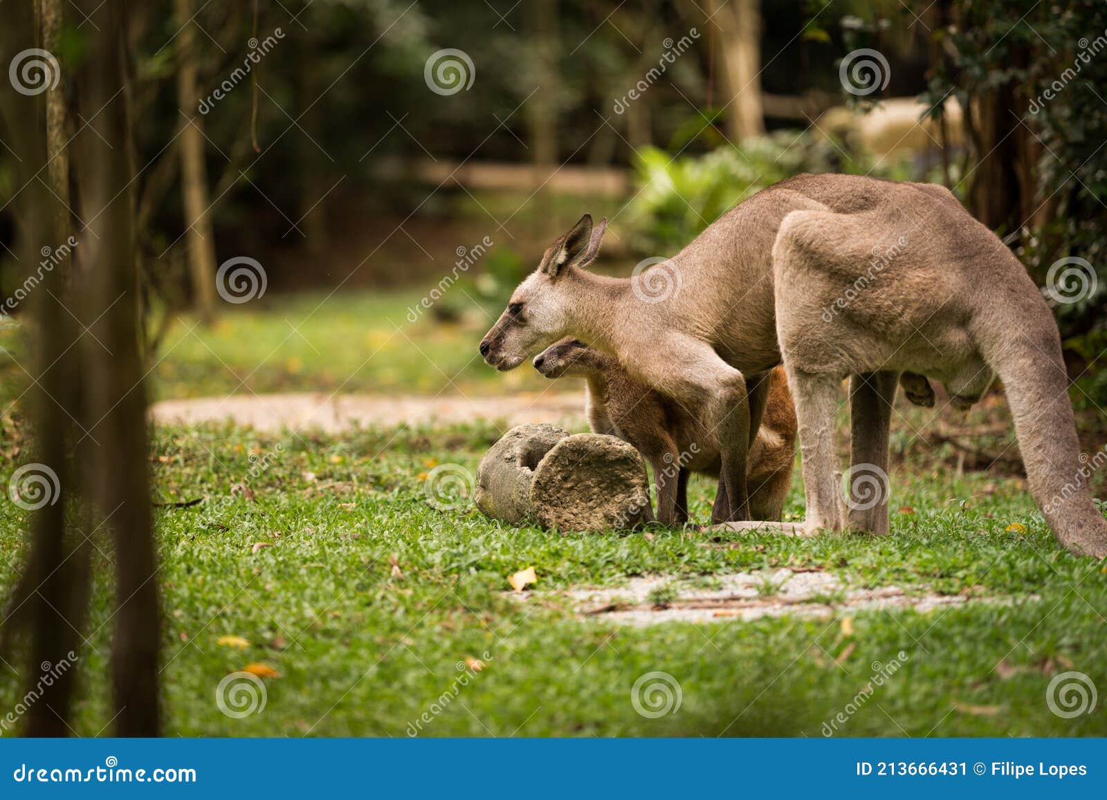 Kangaroo side view stock image. Image of green, looking - 213666431