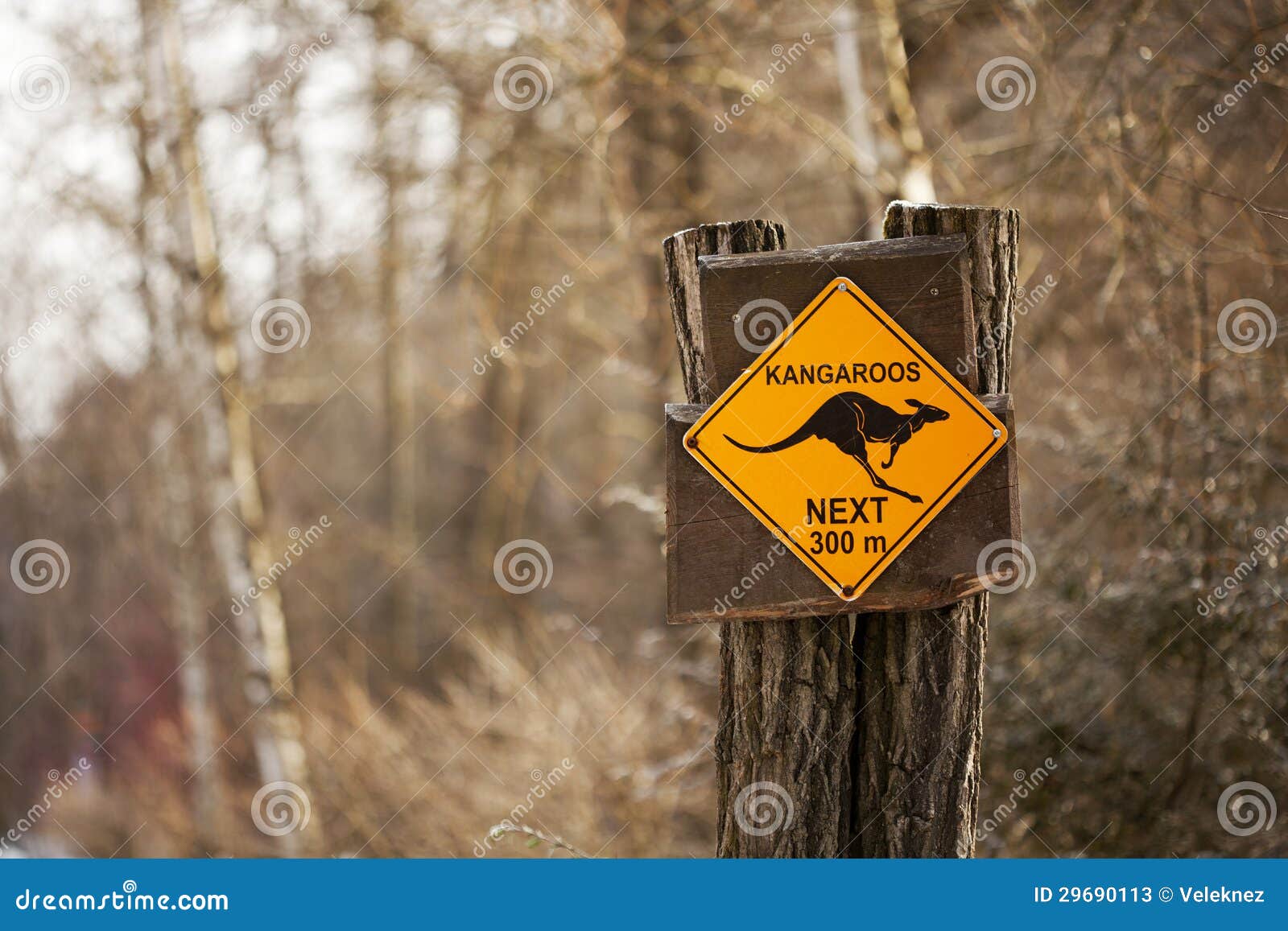 Kangaroo sign stock image. Image of tree, aussie, freeway - 29690113