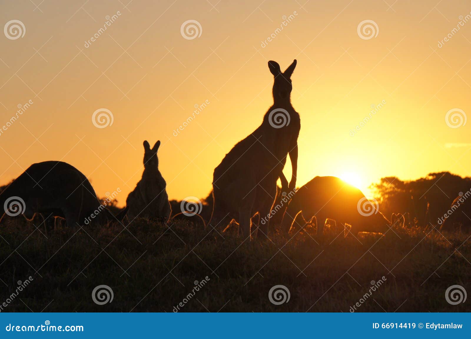 Kangaroo Silhouettes at Sunset Stock Image - Image of field, australia ...