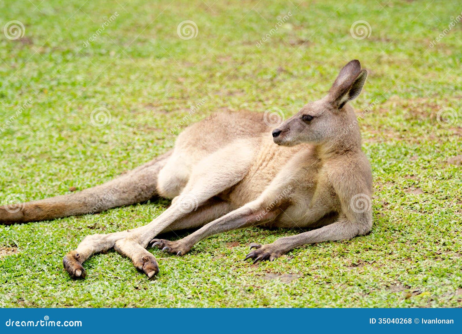 Kangaroo stock photo. Image of organism, herbivore, animal - 35040268