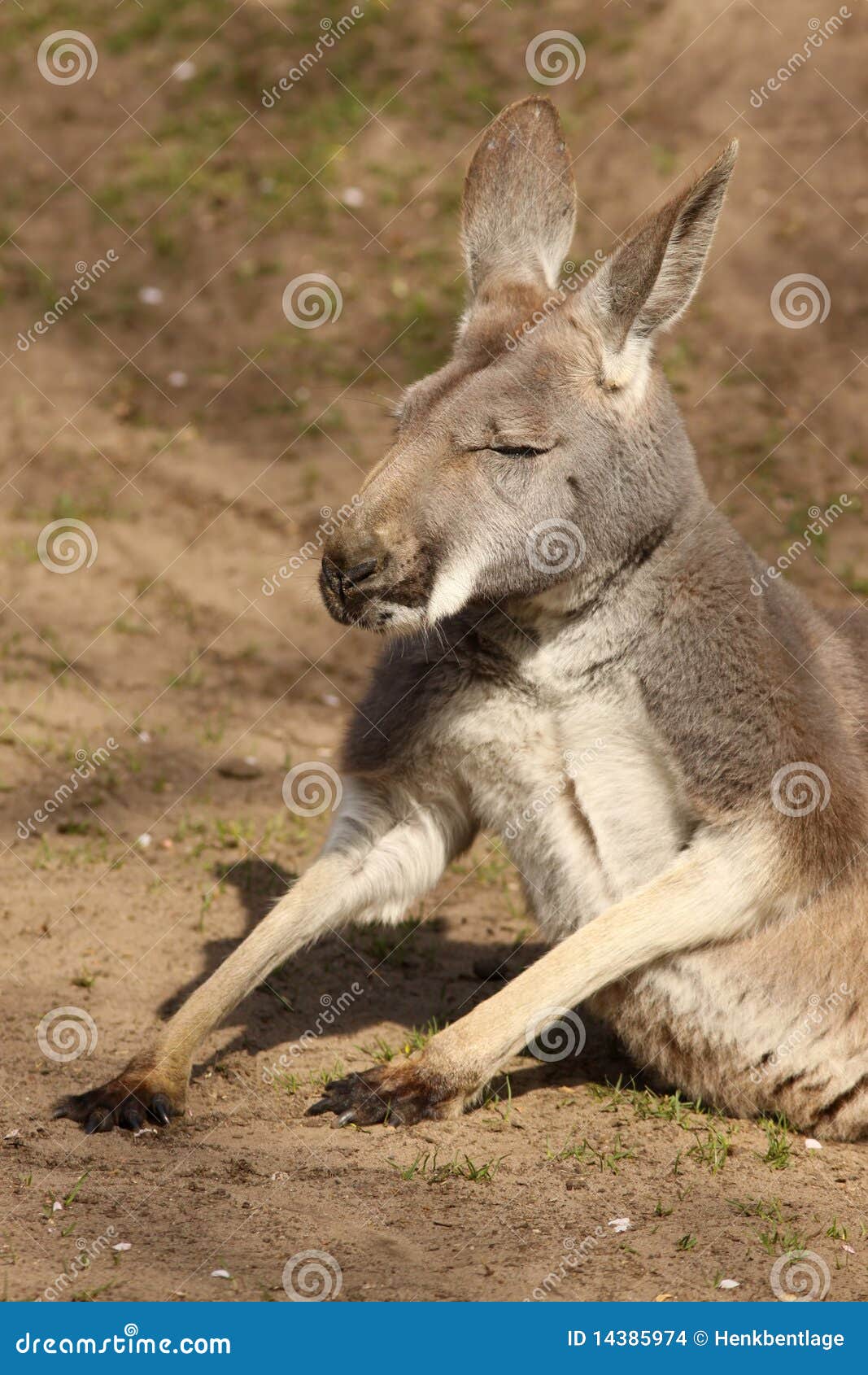 Kangaroo Sitting on the Ground Stock Photo - Image of black, nature ...