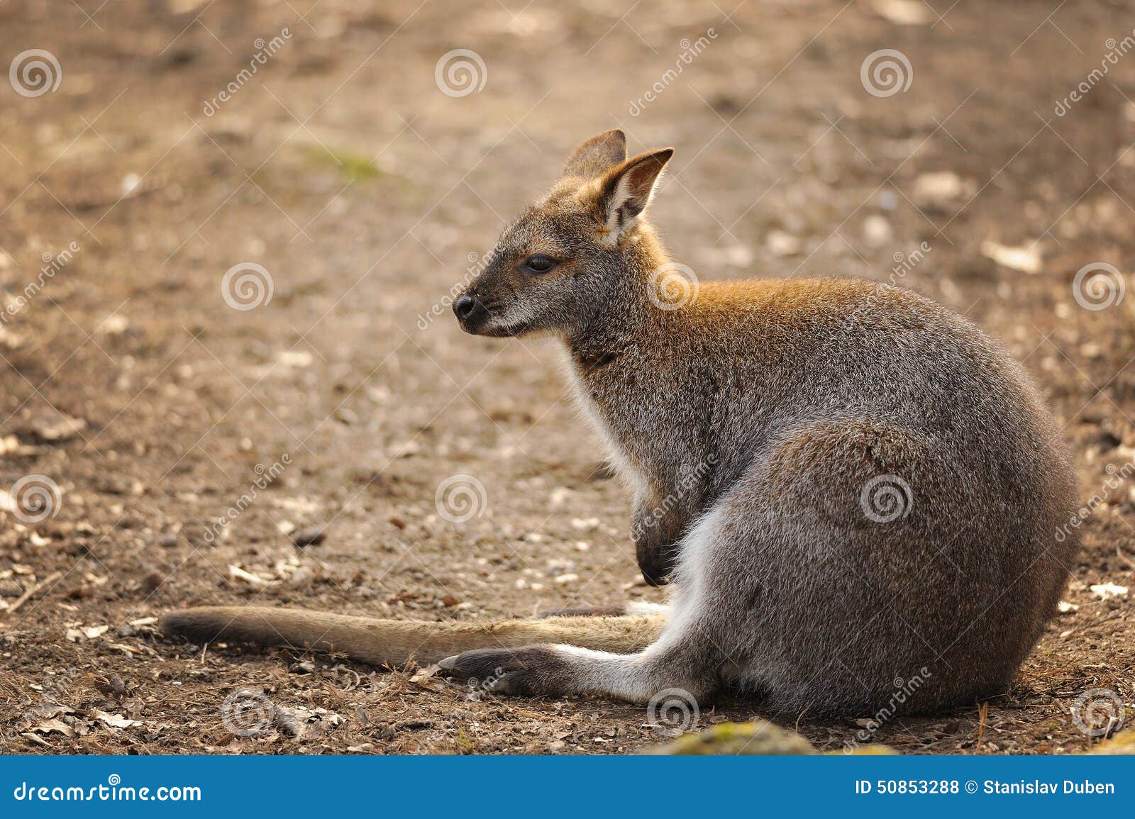 Kangaroo Sitting on the Ground Stock Photo - Image of baby, fauna: 50853288
