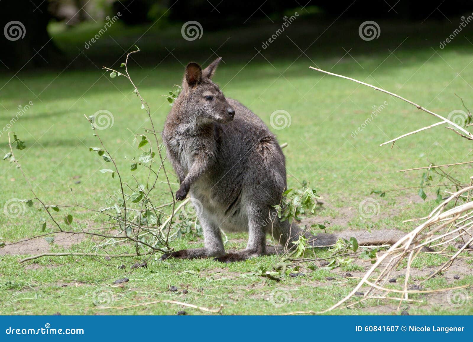Kangaroo sitting stock image. Image of jumping, running - 60841607