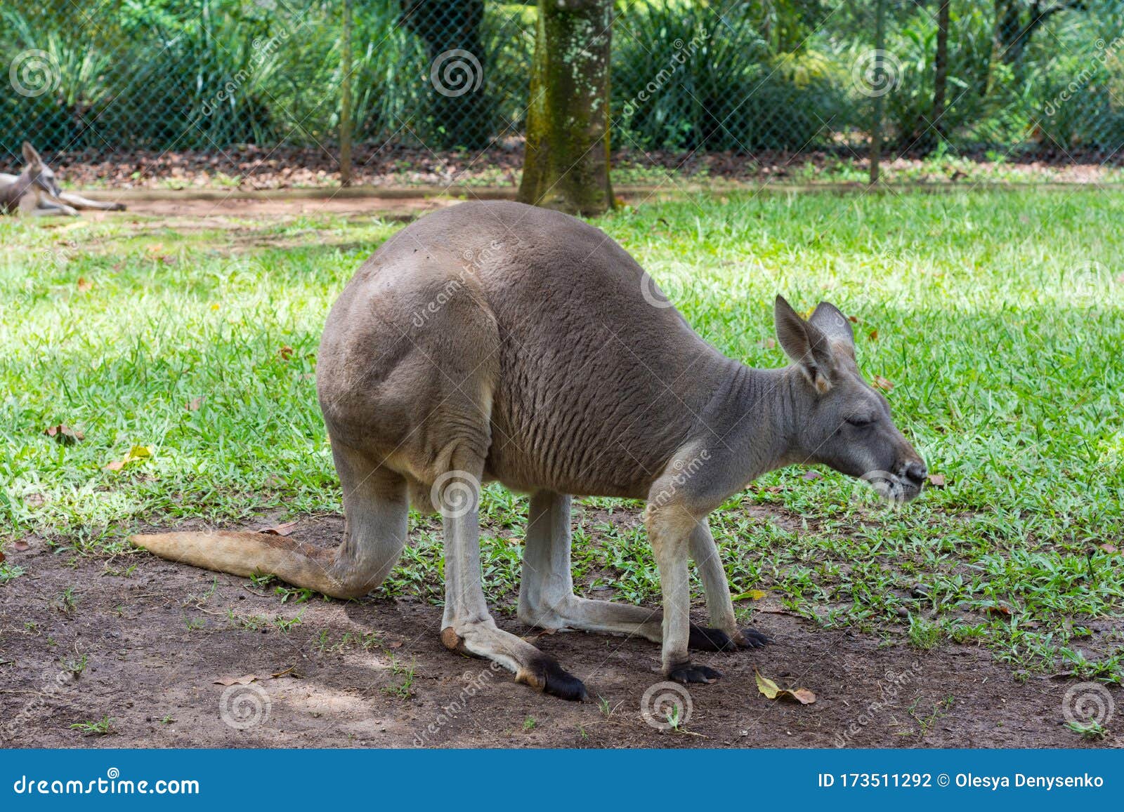 Kangaroo Sitting in a Park. Queensland. Australia Stock Photo - Image ...