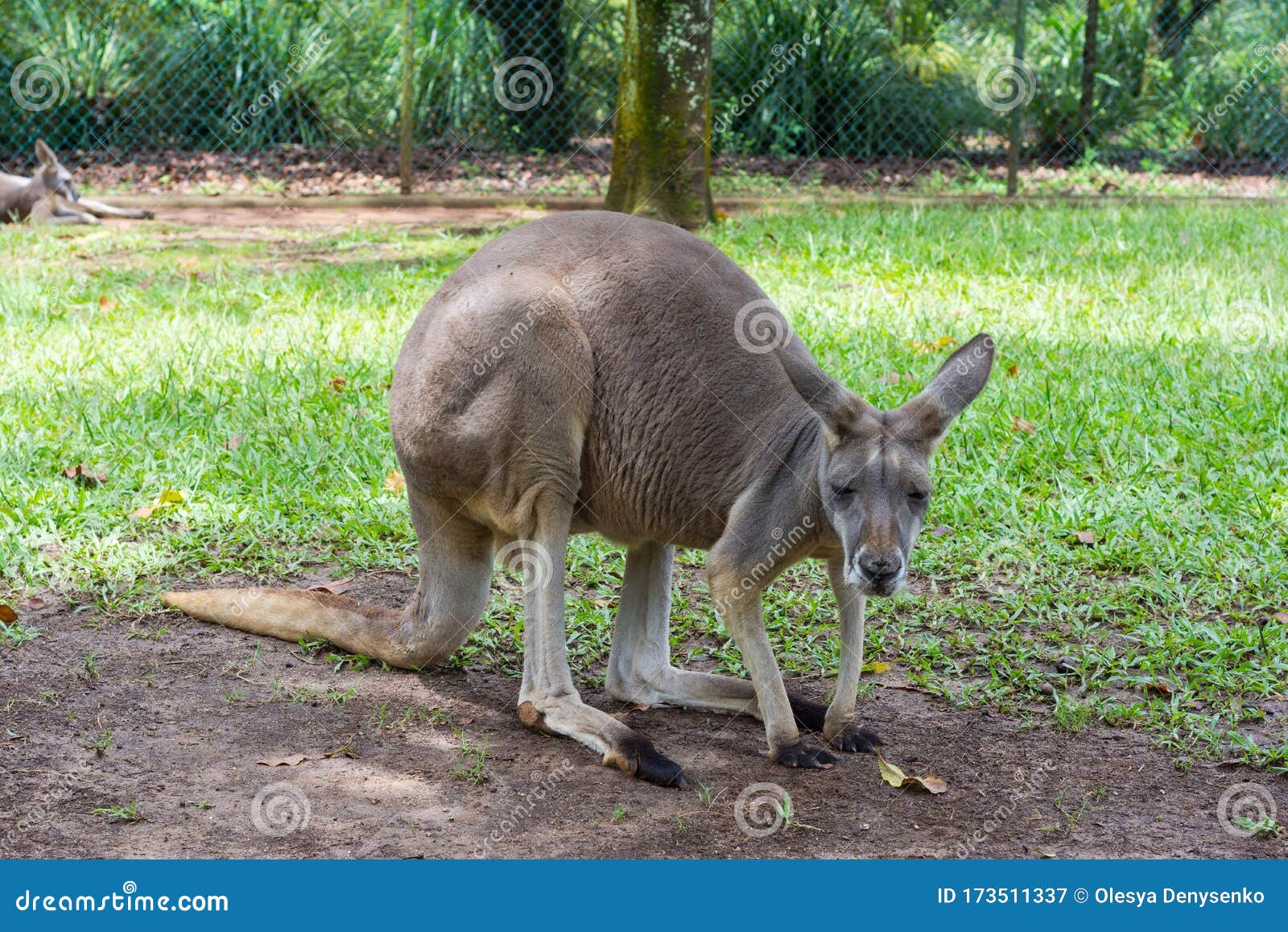 Kangaroo Sitting in a Park. Queensland. Australia Stock Image - Image ...