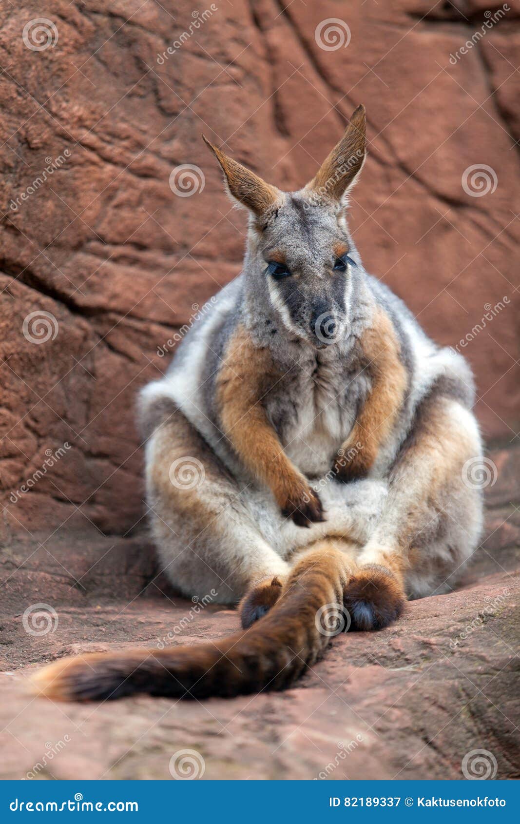 Kangaroo sitting stock image. Image of wilderness, cute - 82189337