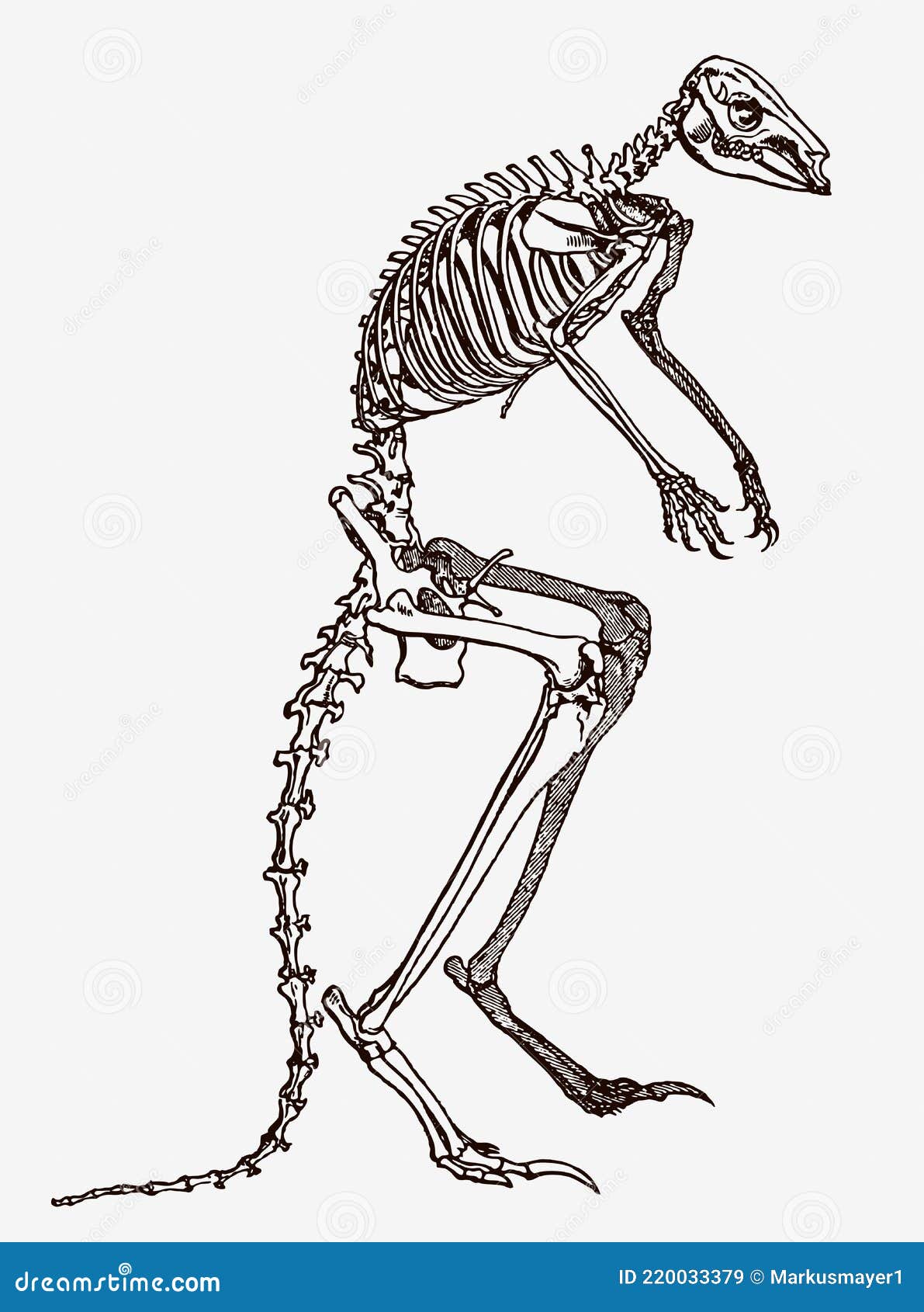 Kangaroo Skeleton In Profile View Cartoon Vector | CartoonDealer.com ...