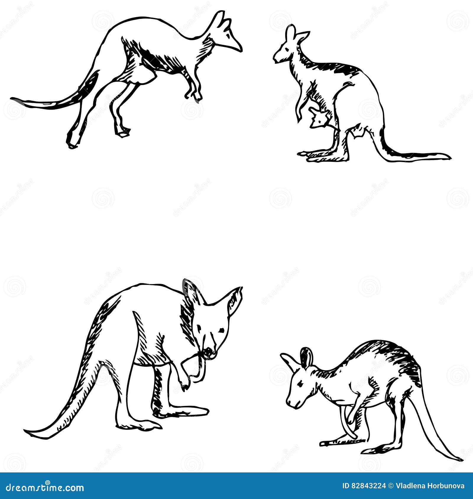Kangaroo. a sketch by hand stock vector. Illustration of australia ...