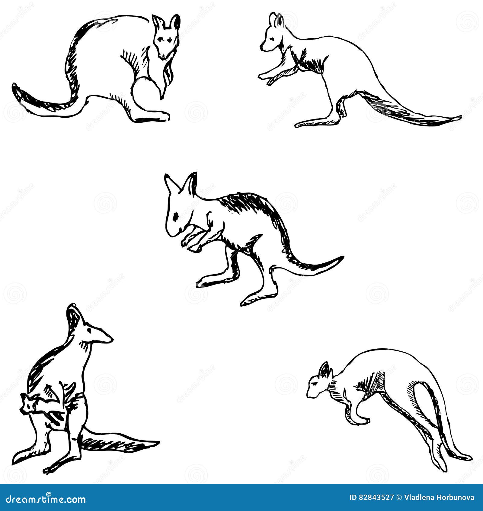 Kangaroo. a sketch by hand stock vector. Illustration of doodle - 82843527