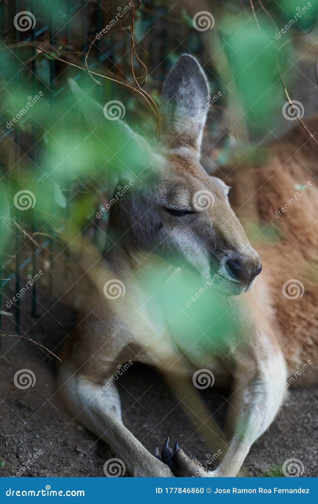 Kangaroo Sleeping Behind Leaves Stock Photo - Image of oceania ...