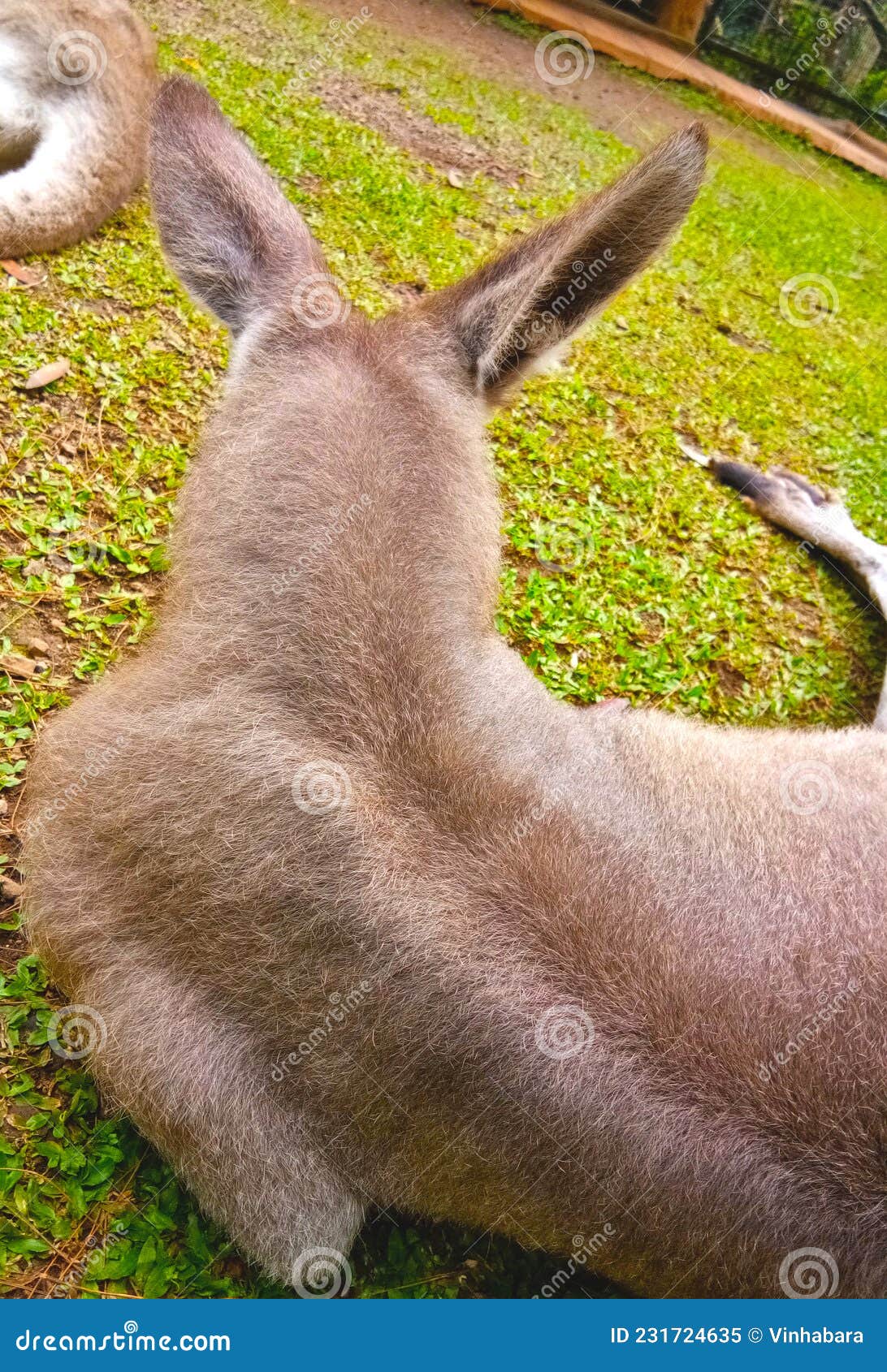 Kangaroo Sleeping on the Grass. Back View Stock Photo Stock Image ...