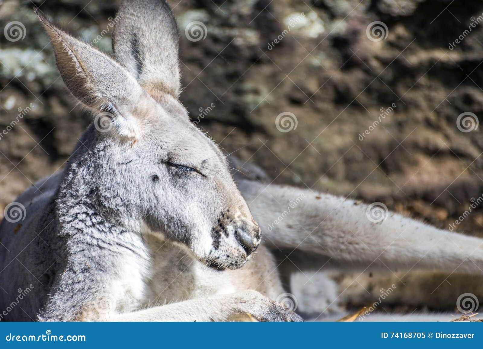 Kangaroo sleeping stock image. Image of adorable, marsupial - 74168705