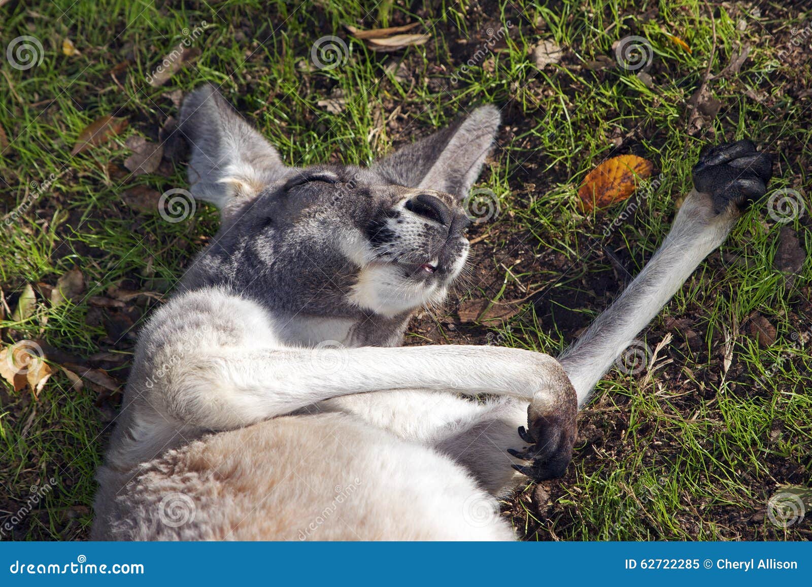 Kangaroo Sleeping on it S Back Stock Image - Image of ground, exhausted ...