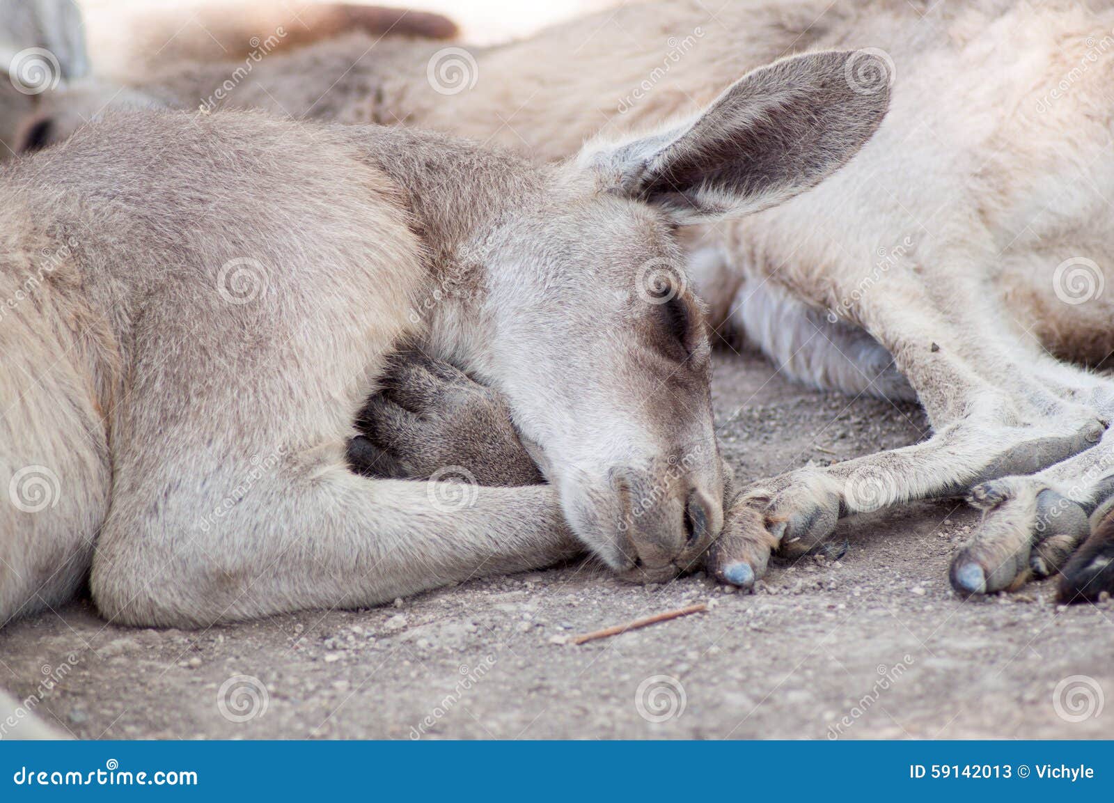 Kangaroo Sleeping in the Zoo Stock Image - Image of kangaroo, legs ...