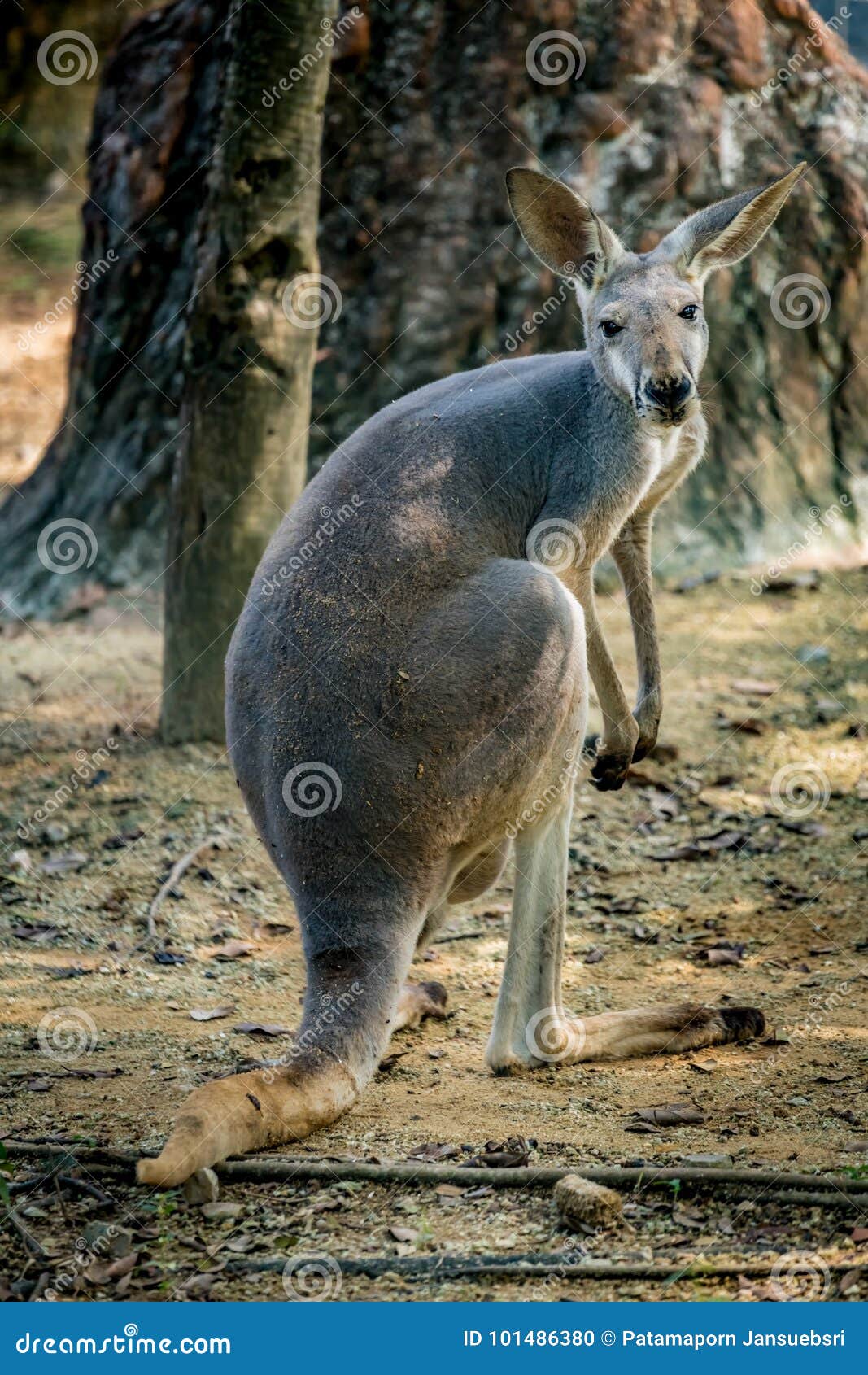 Kangaroo stock photo. Image of australia, wildlife, outback - 101486380