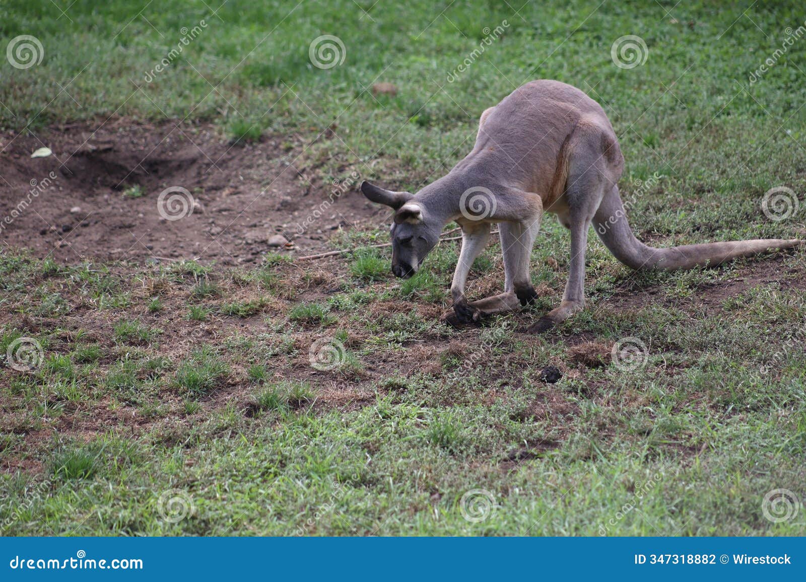 Kangaroo Standing In The Zoo Stock Photo | CartoonDealer.com #123075264