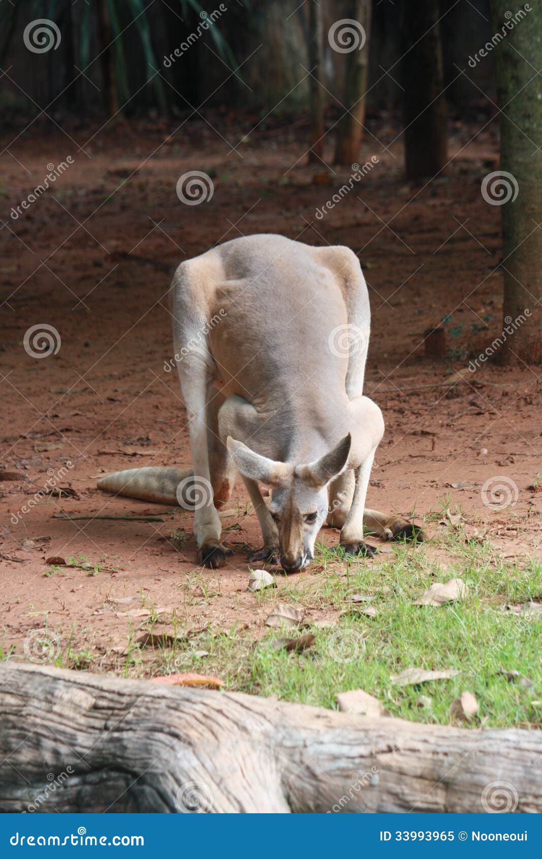 Kangaroo Standing in Nature Stock Image - Image of kangaroo, wild: 33993965
