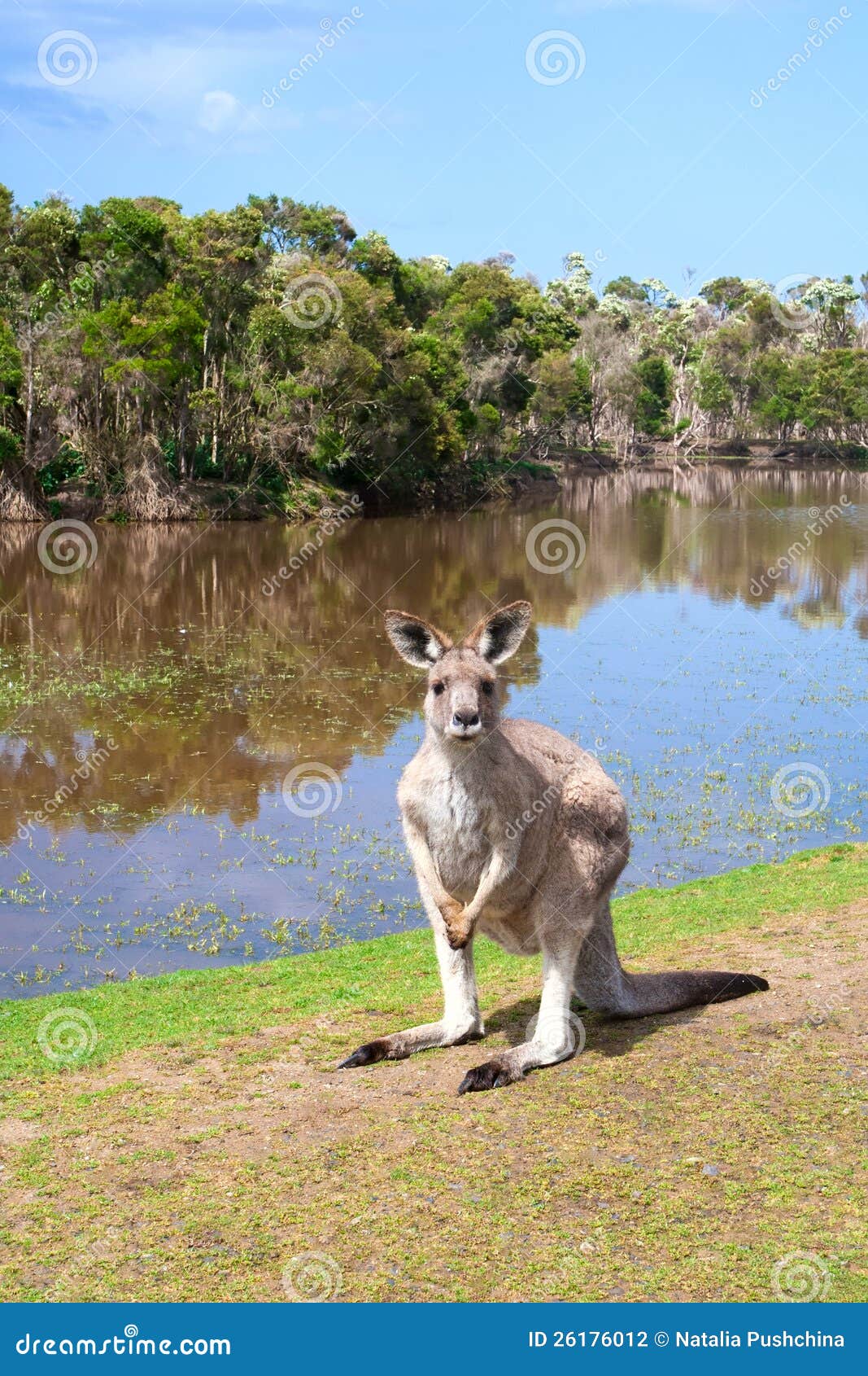Kangaroo Standing Near the Lake Stock Photo - Image of phillip ...