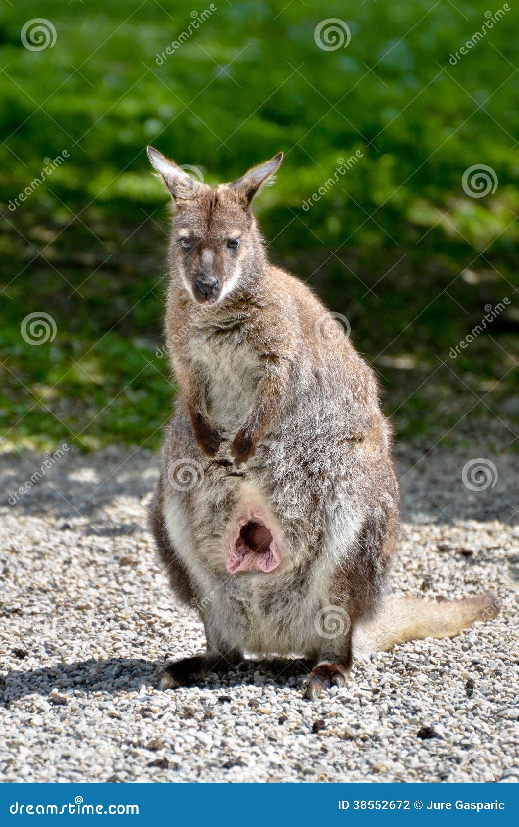 Kangaroo stock photo. Image of australia, sitting, sand - 38552672