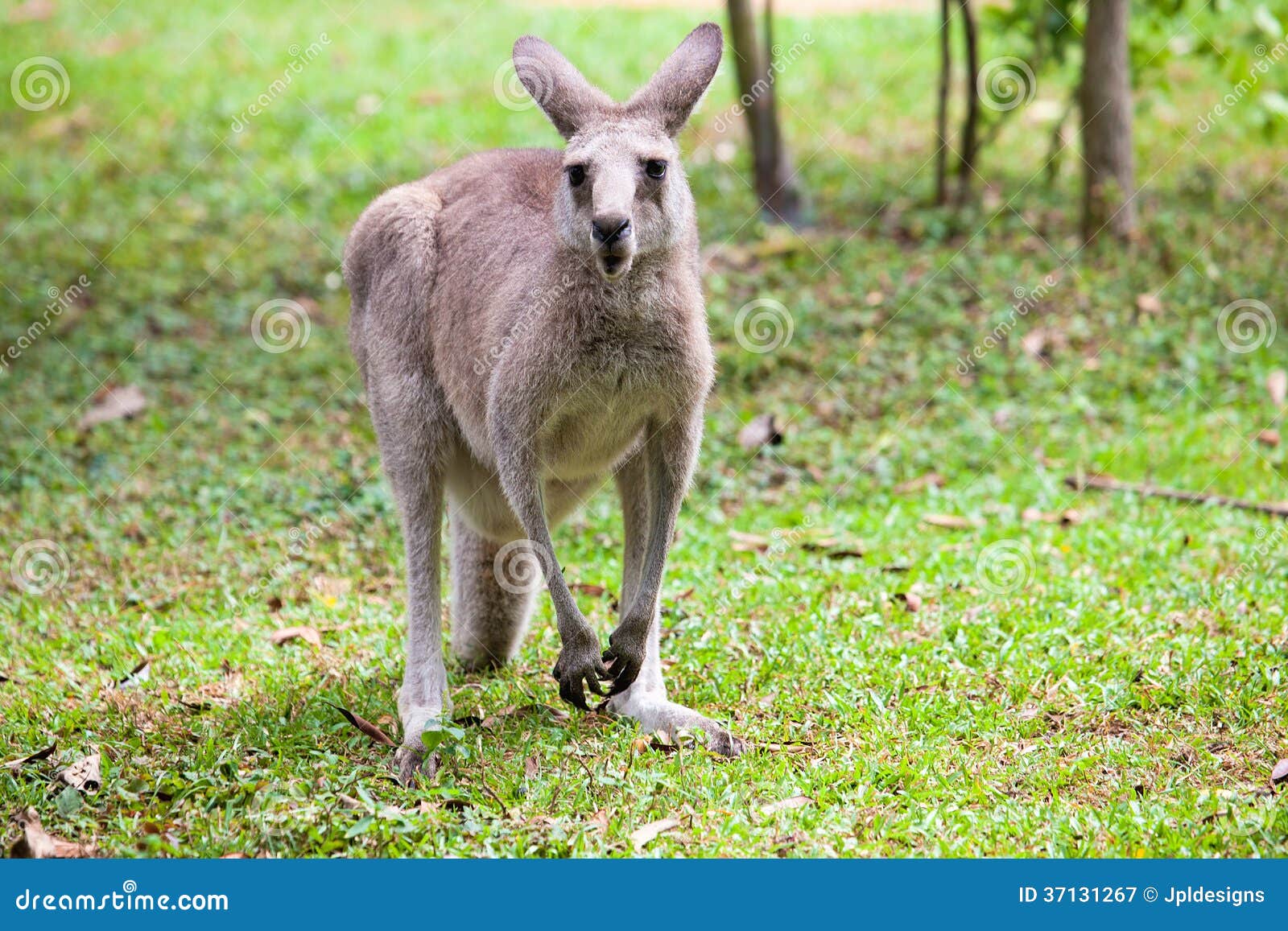 Kangaroo Standing stock image. Image of macropodidae - 37131267