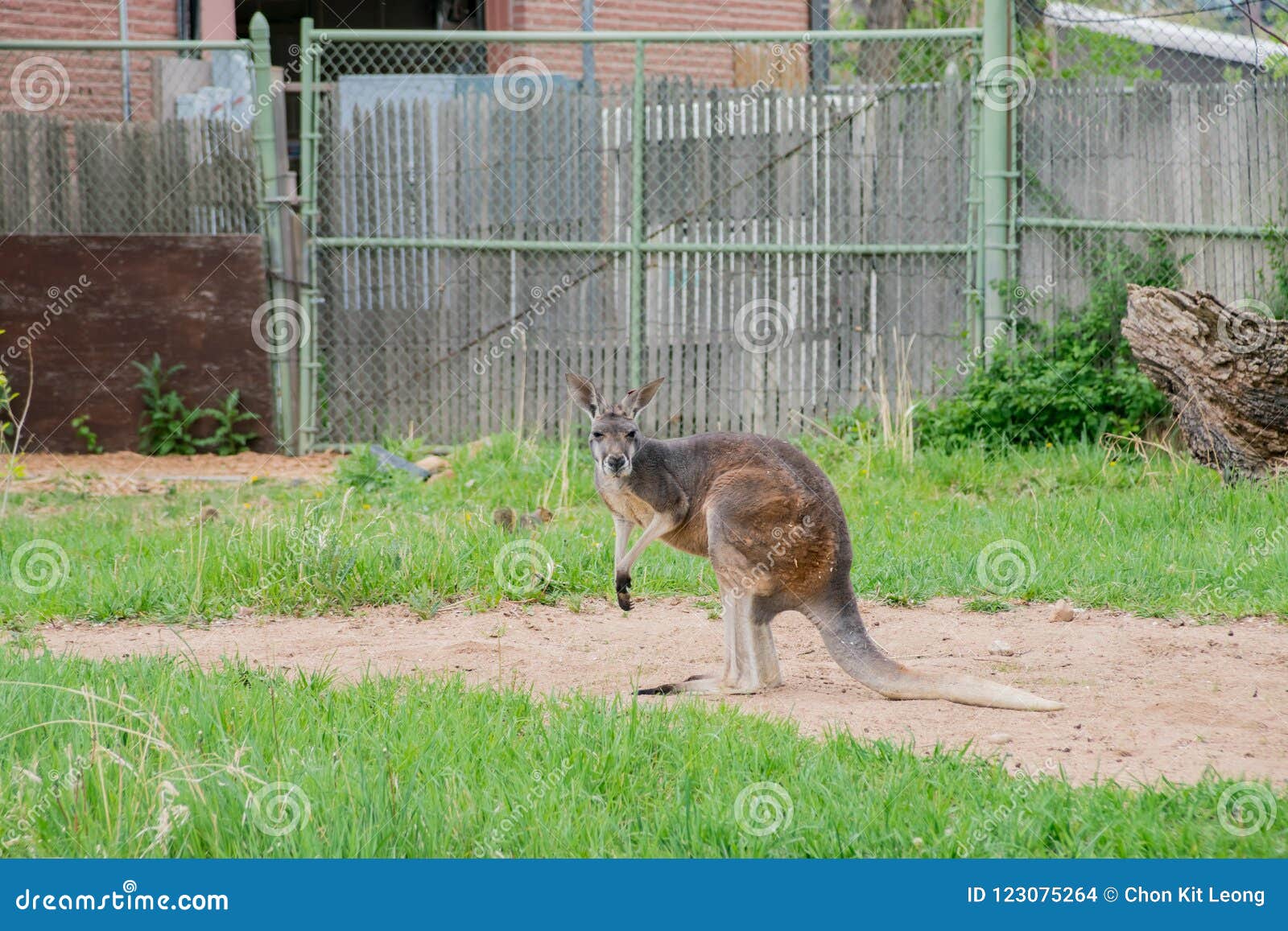 Kangaroo Standing in the Zoo Stock Photo - Image of family, united ...