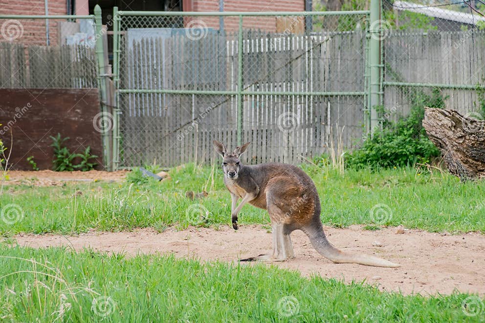 Kangaroo Standing in the Zoo Stock Photo - Image of family, united ...