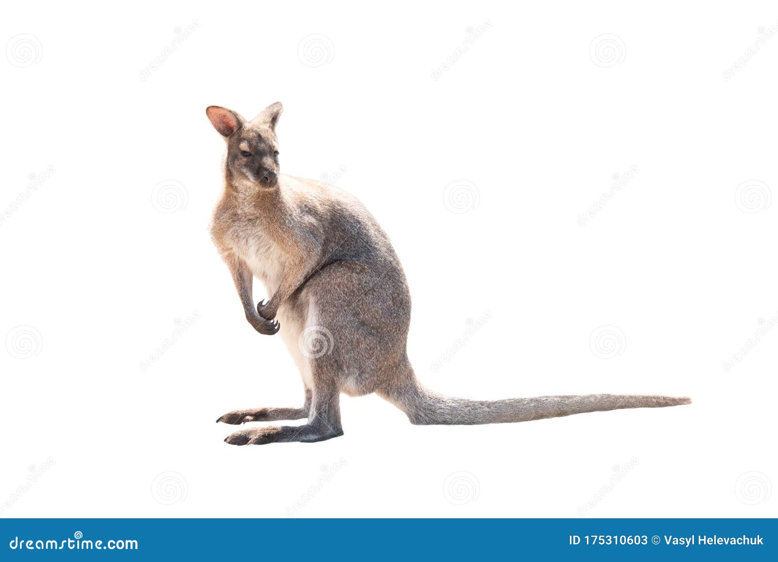 Kangaroo Stands on a Isolated White Stock Image - Image of profile ...