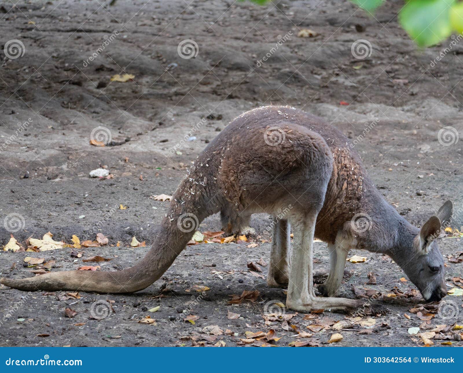 Kangaroo Stands on a Sandy Terrain in the Zoo Stock Photo - Image of ...
