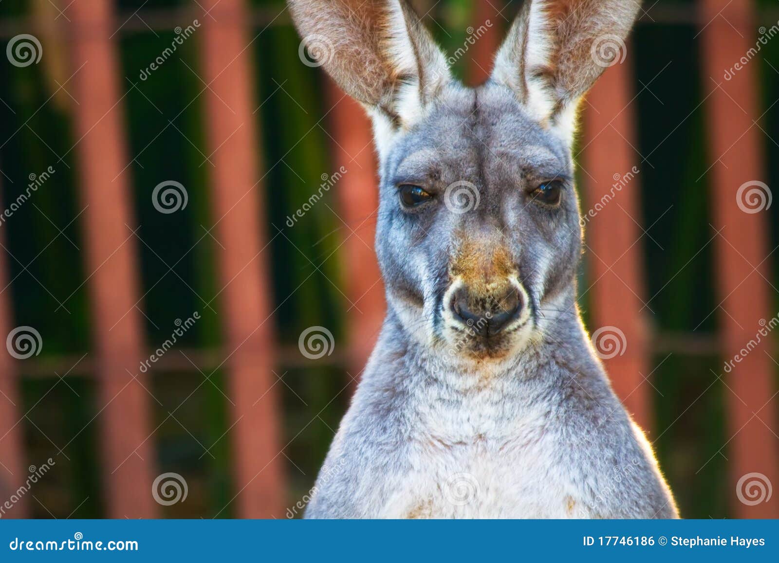 Kangaroo staring stock photo. Image of outback, grey - 17746186