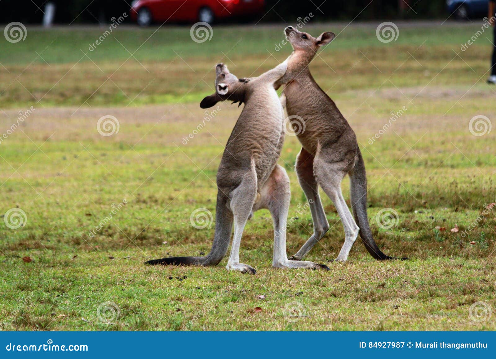 Kangaroo started fighting stock image. Image of australia - 84927987