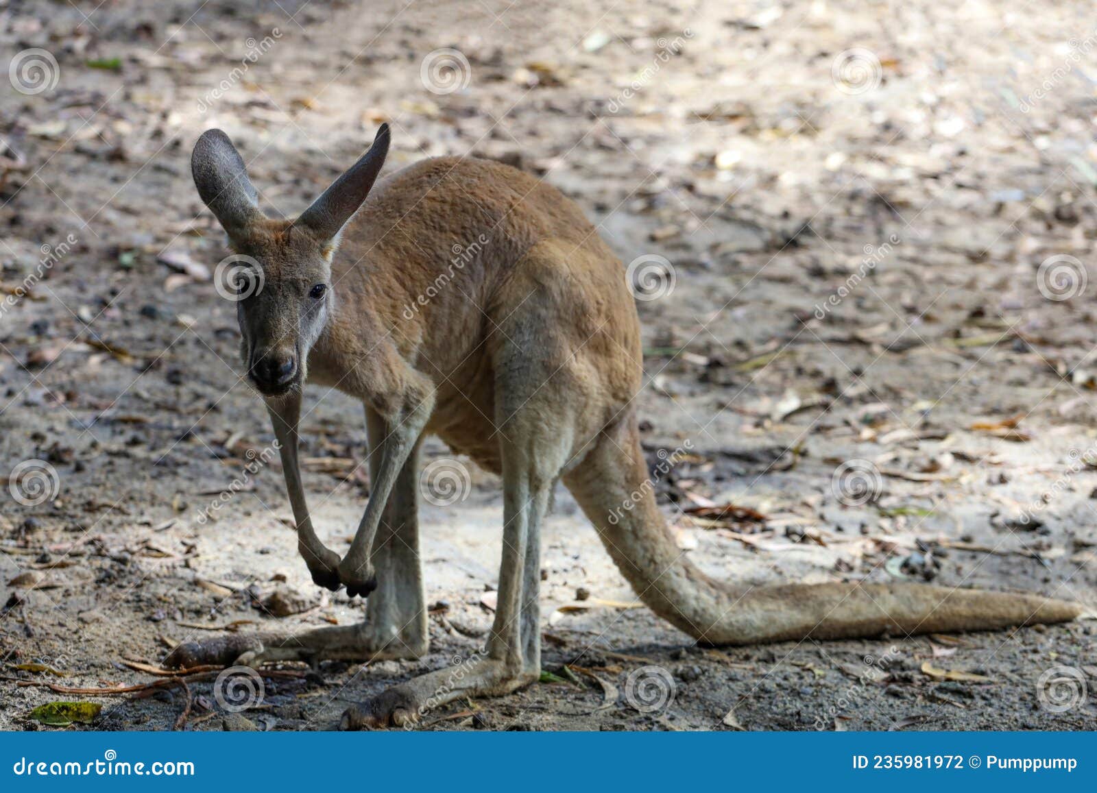 The Kangaroo is Stay and Stand Up in Garden Stock Photo - Image of ...