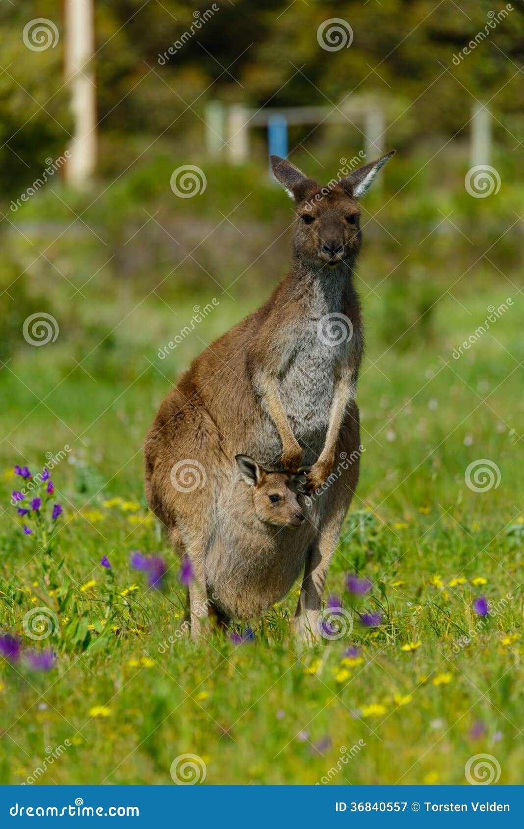 Kangaroo stock image. Image of wallaby, profile, fauna - 36840557