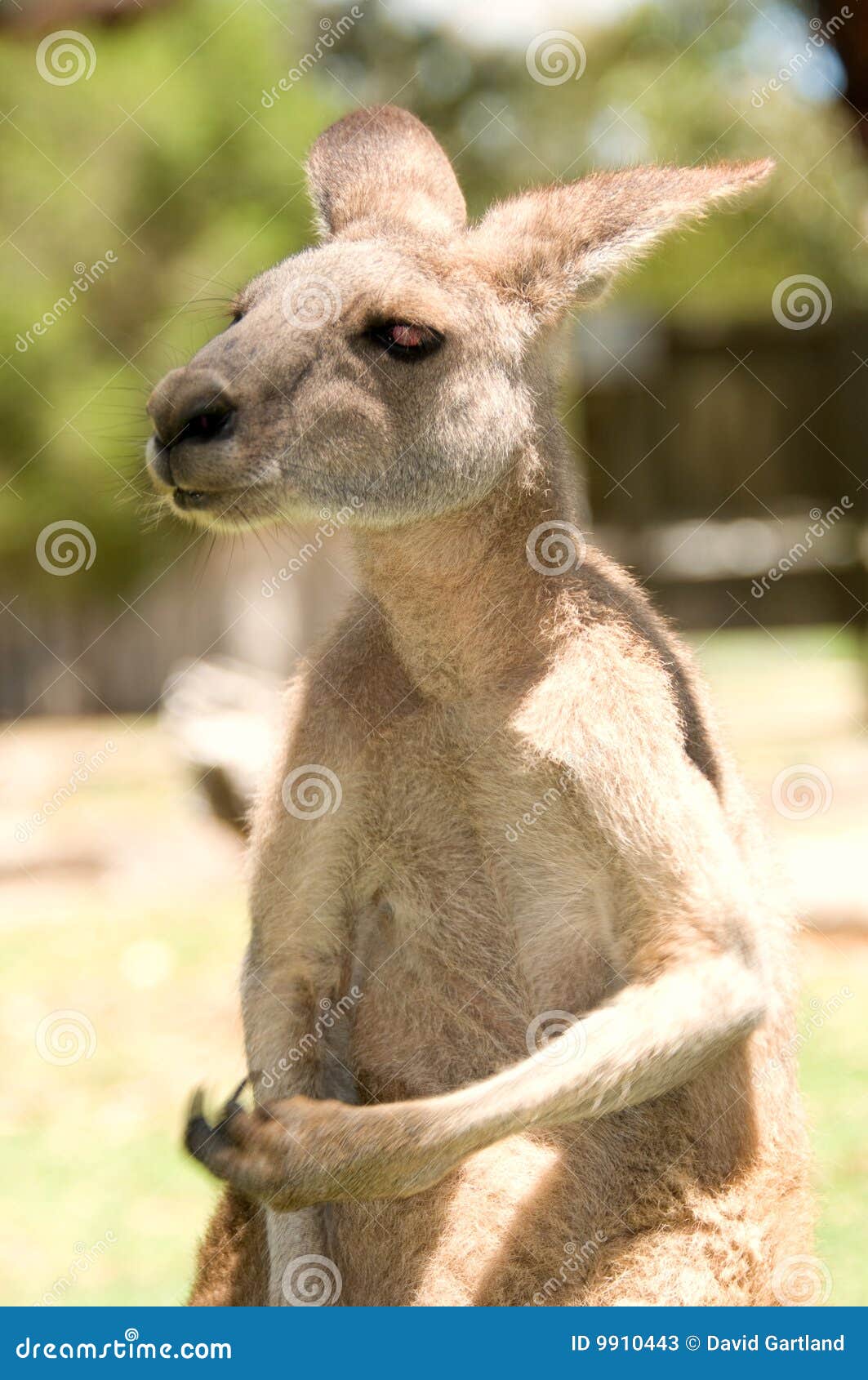 A Kangaroo Sticking Up Two Fingers Stock Image - Image of wildlife ...
