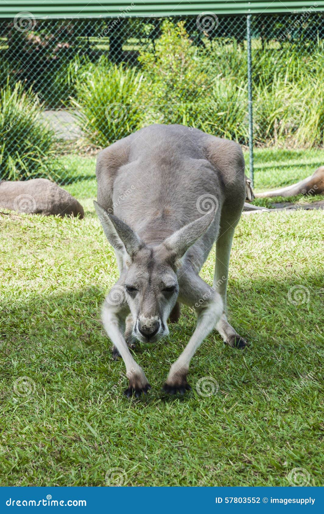 Kangaroo Stretching in Its Enclosure Stock Photo - Image of grass ...