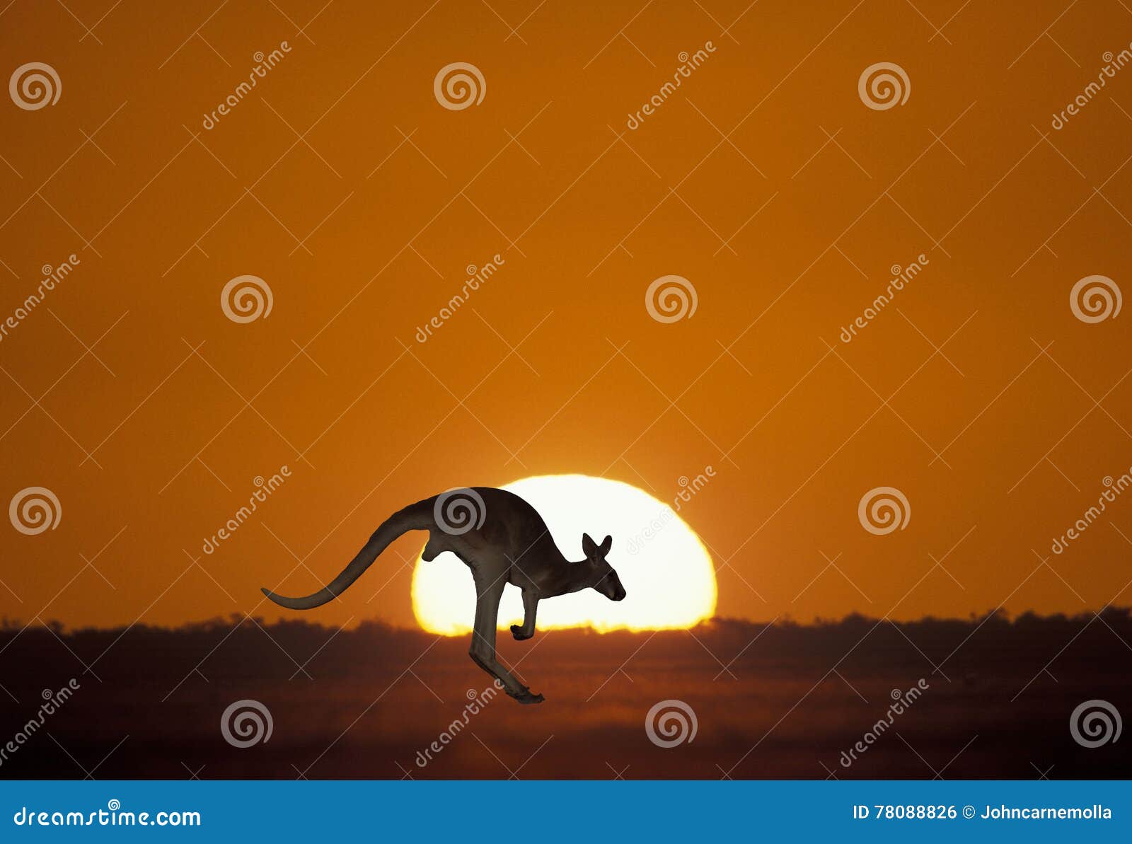 Kangaroo at sunset stock photo. Image of australia, animals - 78088826