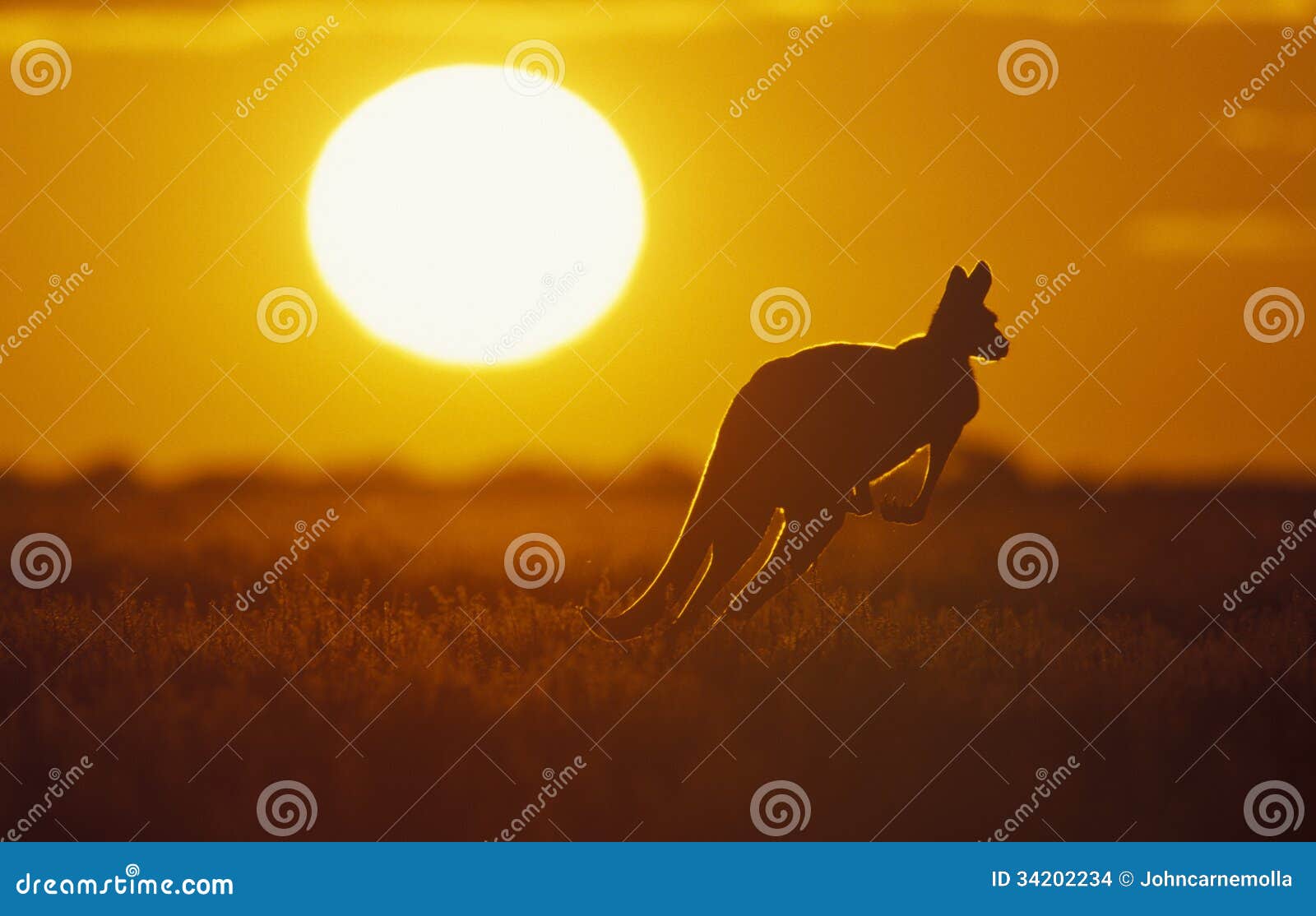 Kangaroo At The Zoo Australia Royalty-Free Stock Photography ...