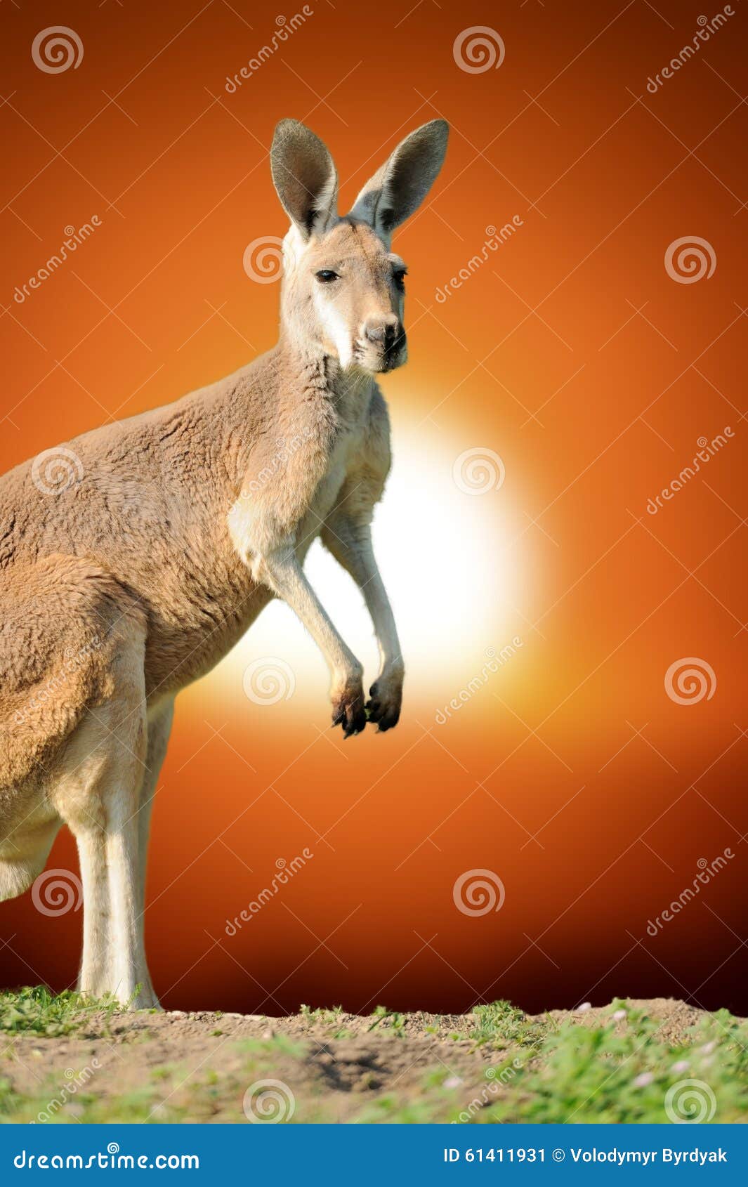 Kangaroo at sunset stock image. Image of national, native - 61411931